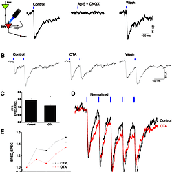 PVN monosynaptic glutamatergic projections to CVNs.