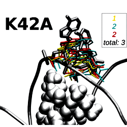 Representative MD conformations of A1492 and A1493 in the variants with ...
