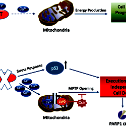 General model of the CRT prosurvival function in the cell.