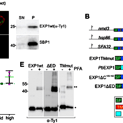Complementation pinpoints important regions of EXP1.