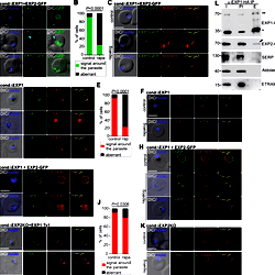 Localization of EXP2 and PVM proteins in ΔEXP1 parasites and ...