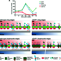 Model of the EXP1-defined nutrient-permeable channel function of EXP2 ...
