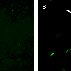 IFA staining on PK-15 cells.
