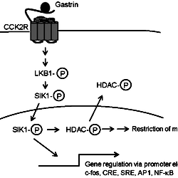 The role of SIK1 in gastrin responsive cells.