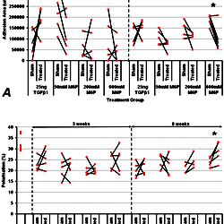 Effect of M6P on tendon adhesion area and tendon structural organisation.