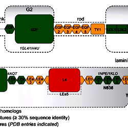 Arrangement of (A) nidogen-1 and (B) laminin γ1 short arm.