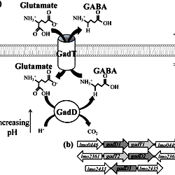 The standard model for the action of the GAD system.