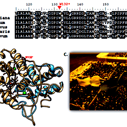 Sequence and structural analysis of APRX.
