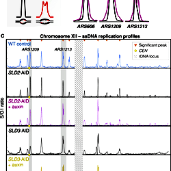 Replication profiles measuring relative origin efficiencies upon Sld2 or Sld3 depletion.