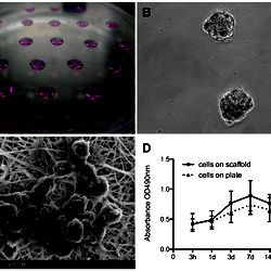 EB formation and the iPSC culture on the scaffold in vitro.