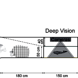 Schematic representations of the Deep Vision frame and trawl section.