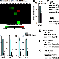 Effects of IWR-1-endo, a WNT1 inhibitor, on the differentiation of hESC ...