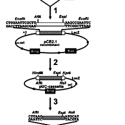 Schematic representation of the RNA phage display vector construction.