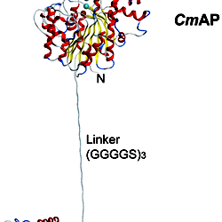 The structural model of the hybrid CmAP/MBL-AJ monomer.