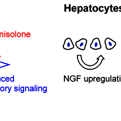 Hypothetical scheme showing the regulatory mechanisms and ...