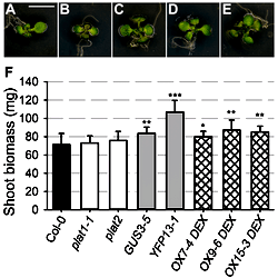 PLAT1 promotes plant growth.