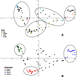 Genetic diversity and population structure of the Mediterranean sesame ...