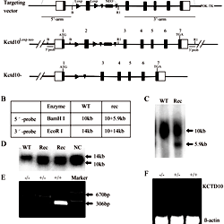 Generation of KCTD10−/− mice.