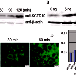 KCTD10 is induced by VEGF in a dose- and time-dependent manner.
