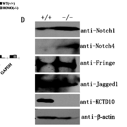 KCTD10 negatively regulates Notch signaling.