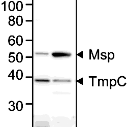 Cellular localization of TmpC and Msp proteins.