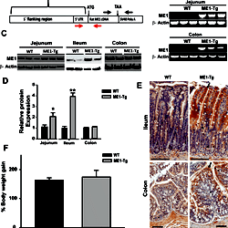 ME1-Tg mice on chow diet exhibit increased ME1 protein and mRNA ...