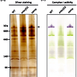 Clear native PAGE analysis of mitochondrial complex I activity.