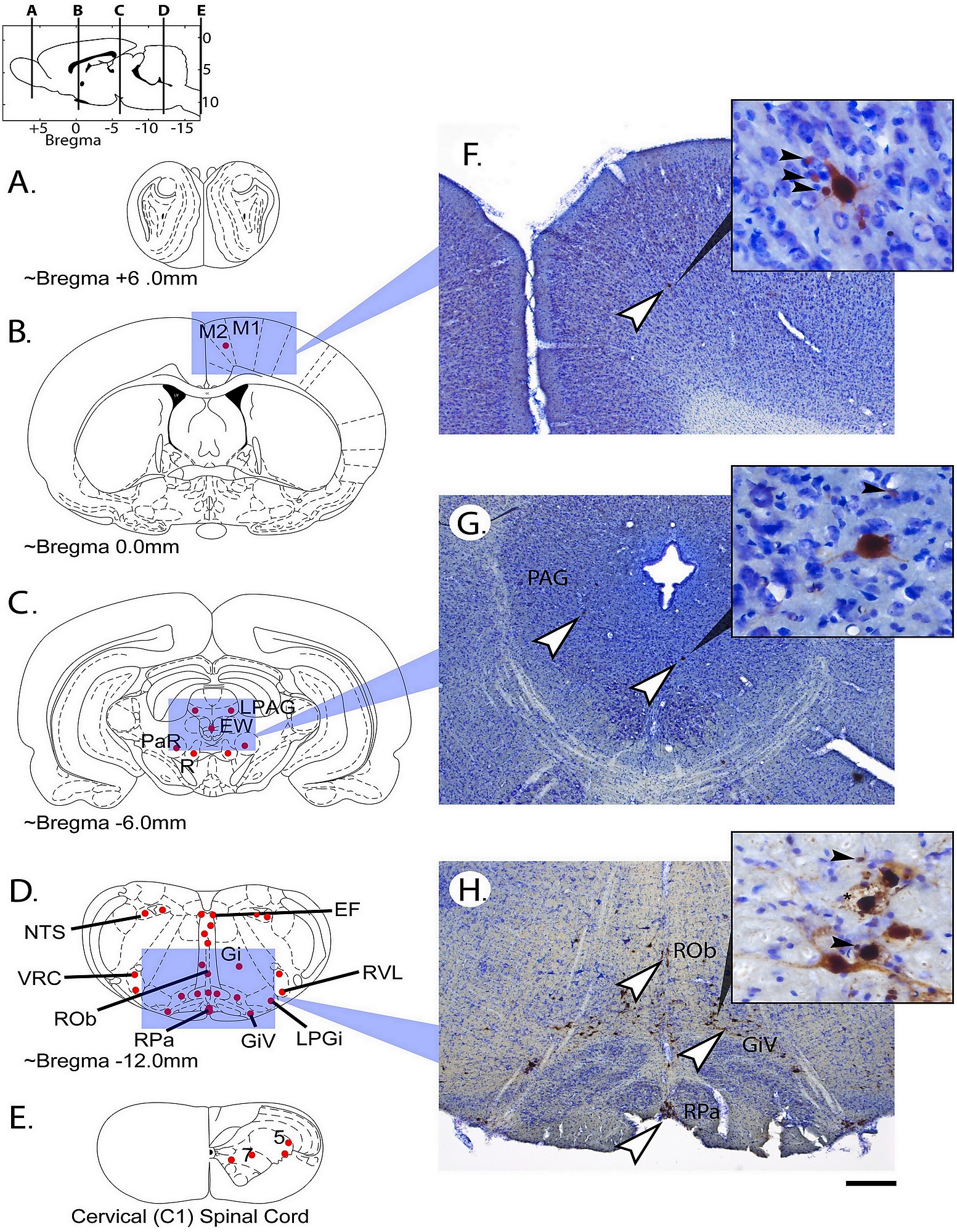 Raphe Nucleus Cross Section