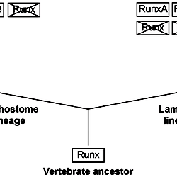 A model depicting the evolution of Runx genes in vertebrates.