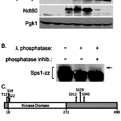 Sps1 is a phosphoprotein.
