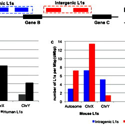 Distribution of mouse and human L1s over their genomes.
