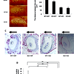 Tooth movement after 12 days of compressive force loading in chimeric ...