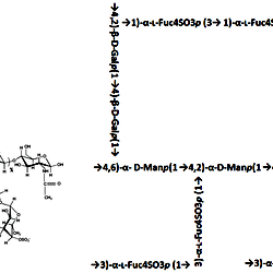 The possible structure interpreted for HFC polysaccharide.
