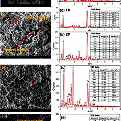SEM micrographs and EDS spectrums (marked + in left figure) of MICP ...