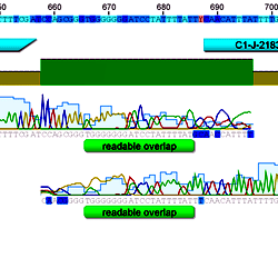 The newly amplified and elongated C1-J-2123/C1-N-2776 sequence overlaps ...