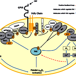 Location of FAK in the GPVI pathway.