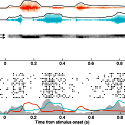 Spectral tuning of adaptation supports coding of sensory context in auditory cortex - Fig 1