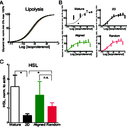 Lipolysis in differentiated and mature adipocytes.