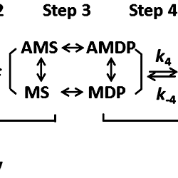 Elementary steps of the cross-bridge cycle in striated muscle fibers.