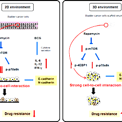Hypothetical schema of comparison of drug resistance effect in 2D and ...