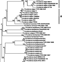 Concatenated MLSA marker NJ tree.