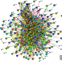 STRING analysis of the relationship between genes.