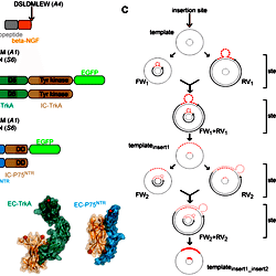 Schematic overview of the insertional mutagenesis method.