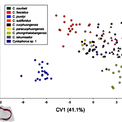 Canonical variate analysis (CVA) of shell shape data.