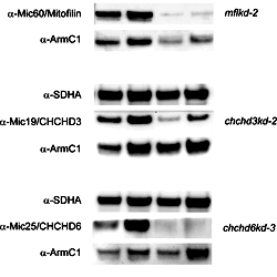 Levels of ArmC1 in the mitochondria of the cells depleted of the MICOS ...