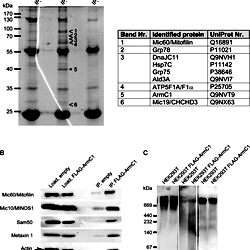 Immunoprecipitation and BN-PAGE analysis of ArmC1.