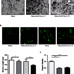 Mitochondrial ultrastructure, morphology and dynamics in ArmC1 knockout ...