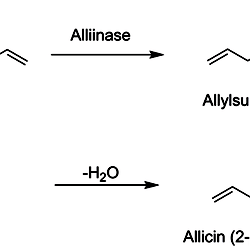 Chemical structure of allicin and mechanism of formation from alliin by ...