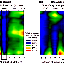 Relative EEG power density per genotype.