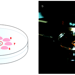 Schematic diagram of an ICSI dish containing a central drop of ...